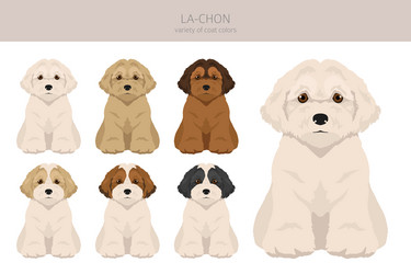 La-chon clipart lhasa apso bichon frise mix Vector Image