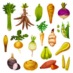 Root vegetables with greens signs and symbols Vector Image