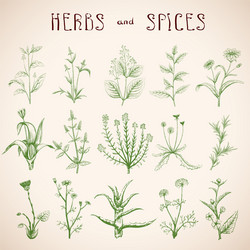 Herbs set Royalty Free Vector Image - VectorStock