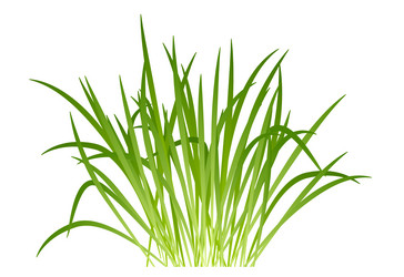 Realistic grass green spring weeds growing Vector Image