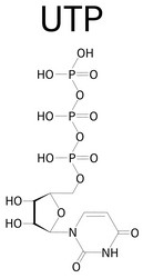 Uridine triphosphate or utp nucleotide molecule Vector Image