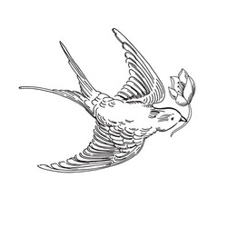 Sketch flying contour birds Royalty Free Vector Image