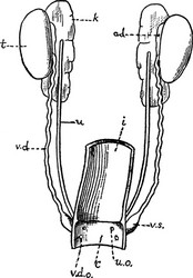 Male Reproductive System Black and White Vector Images (66)