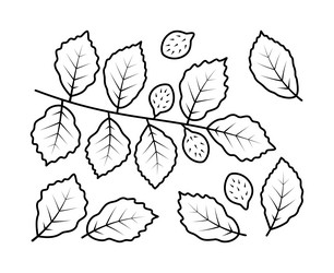 Drawing of beech tree isolated Royalty Free Vector Image