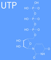 Uridine triphosphate or utp nucleotide molecule Vector Image