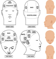 Human Head Anatomy Scheme - Back View Royalty Free Vector
