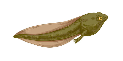 Tadpole Drawing With Legs