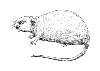 How To Draw A Vole