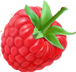 Apple Royalty Free Vector Image - VectorStock