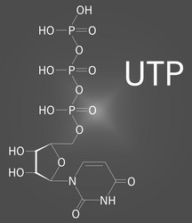 Uridine triphosphate or utp nucleotide molecule Vector Image