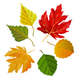 Realistic autumn leaf fall orange wood foliage Vector Image