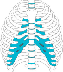 Human rib cage symbol eps 10 Royalty Free Vector Image