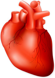 Heart Human Anatomy Vector Images (over 17,000)