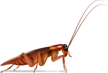 Cockroach isolated on white background pest Vector Image