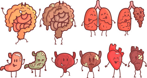 Healthy and unhealthy human internal organs Vector Image