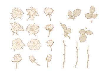 Roses flowers clip art set elements for design Vector Image