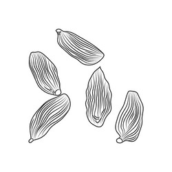 Cardamom icon outline style Royalty Free Vector Image