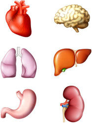 Internal Vector Images (over 410,000)