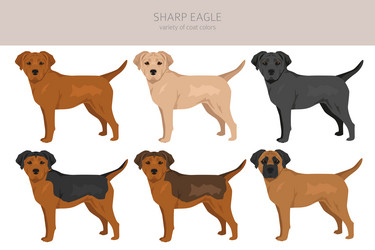 Sharp eagle clipart shar pei - beagle mix Vector Image