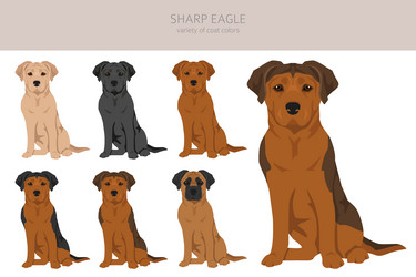 Sharp eagle clipart shar pei - beagle mix Vector Image
