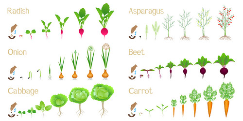 Carrot Growth Stages Vector Images (26)
