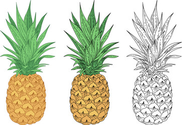 Pineapple Vector Images (over 49,000)