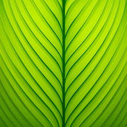 Leaf Texture Vector Images (over 340,000)