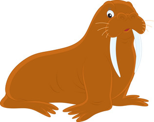 Walrus Royalty Free Vector Image - VectorStock