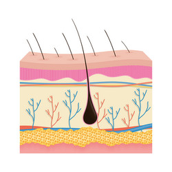 Skin Sense Organ Vector Images (over 570)