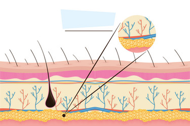 Skin realistic human body part Royalty Free Vector Image