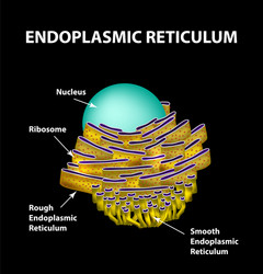 Endoplasmic reticulum structure infographics Vector Image