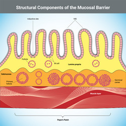 Structure of damaged skin barrier Royalty Free Vector Image