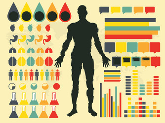 Human anatomy Royalty Free Vector Image - VectorStock