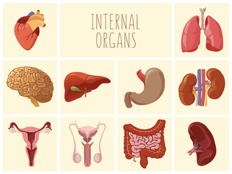 Visceral fat diagram Royalty Free Vector Image