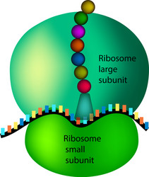 Structure ribosome infographics Royalty Free Vector Image
