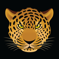 Leopard Head Vector Images (over 3,600)