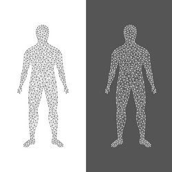 Man body grid human wireframe 3d model polygonal Vector Image