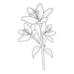 Stargazer Lily Coloring Pages