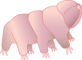 Tardigrades - linear picture for coloring Vector Image