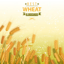 Rye wheat Royalty Free Vector Image - VectorStock