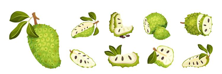 Ripe green guanabana fruit with thick rind Vector Image