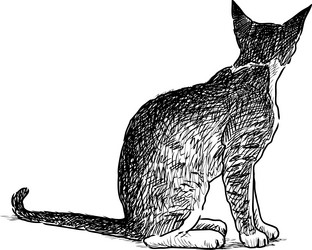 Sitting Cat Back Drawing
