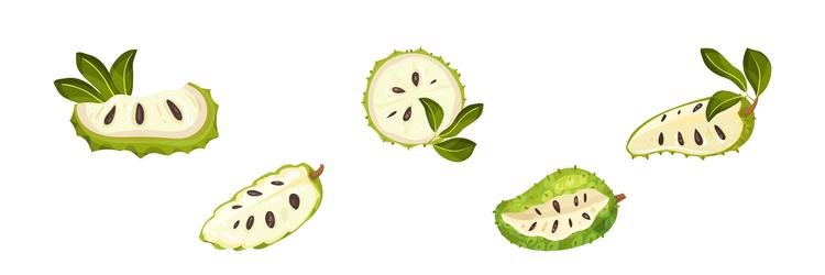 Ripe green guanabana fruit with thick rind Vector Image