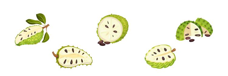 Ripe green guanabana fruit with thick rind Vector Image