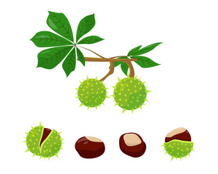 Chestnut autumn brown set cartoon Royalty Free Vector Image