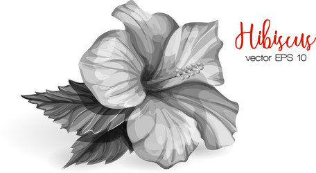 Hibiscus Flower Vector Images (over 21,000)