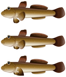 Mudskipper Vector Images (16)