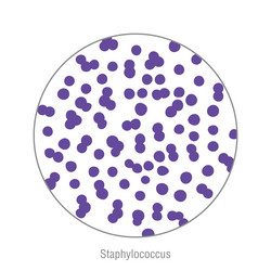 Staphylococcus Aureus Vector Images (over 900)