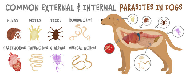 Common external and internal parasites in dogs Vector Image