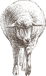 Sheep Front View Vector Images (over 150)